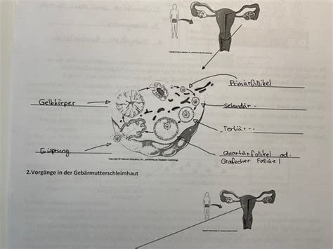 Biologie Pr Fung Semester Karteikarten Quizlet