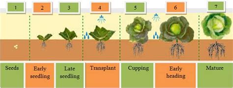 Cabbage Main Growth Stages 1 Seeds Before Germination 2 3 Early