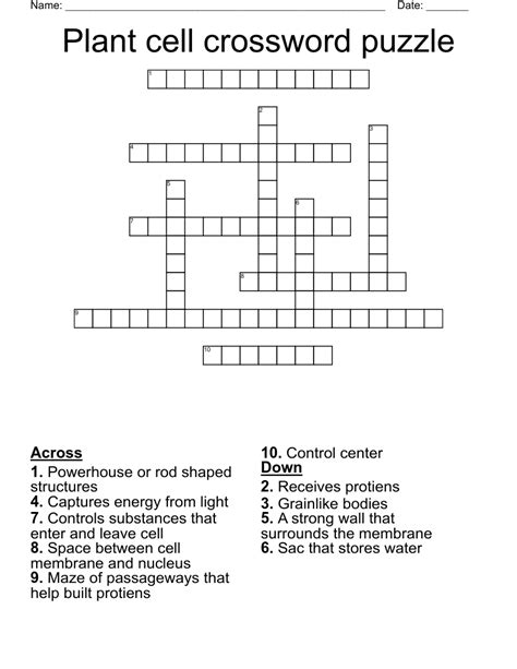 Plant Cell Crossword Puzzle WordMint