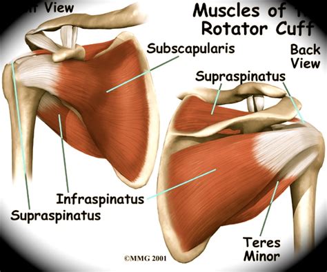 Shoulder Arthroplasty Anatomy02