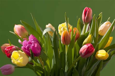 Tulpen Blumenstrauß Frühling Kostenloses Foto auf Pixabay