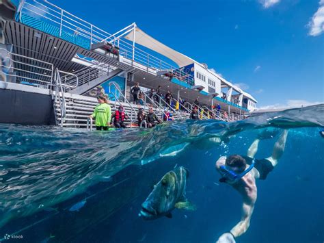 Great Barrier Reef Marine World Pontoon Cruise Tour From Cairns Klook