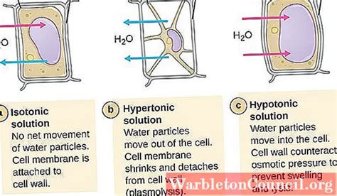 Cell Lysis Process Causes And Types Science