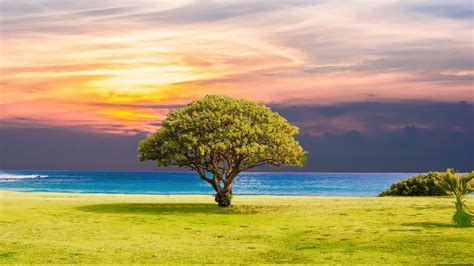 Tree 4k Wallpapers Top Free Tree 4k Backgrounds WallpaperAccess
