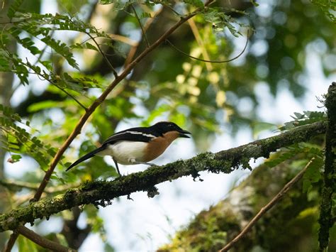 Rwanda Birding Tour Birdwatching Safaris Gorilla Trekking