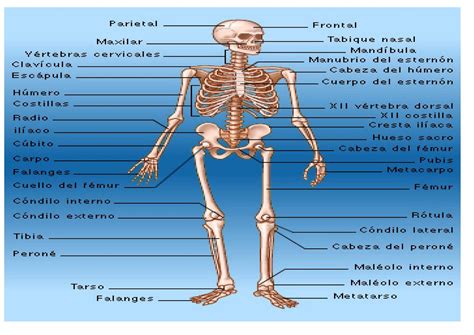 Huesos Del Cuerpo Humano Abc Fichas Riset Porn Sex Picture