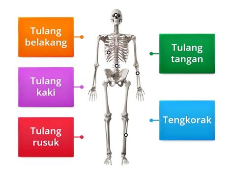Sistem Rangka Manusia Labelled Diagram