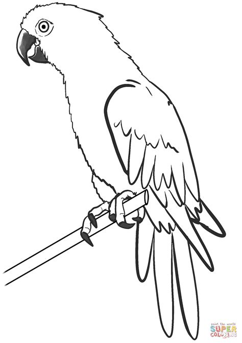 Total Imagen Desenhos De Araras Para Colorir E Imprimir Br Porn