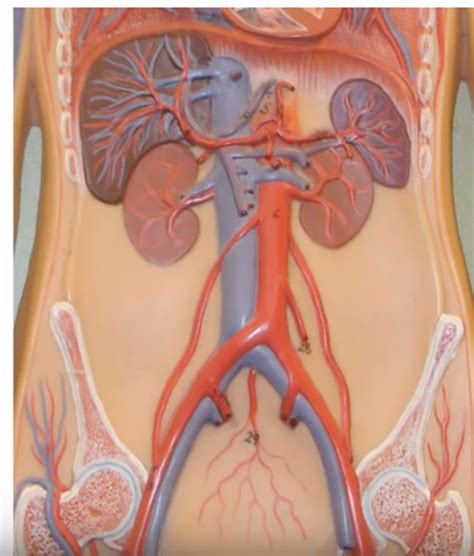 Blood Vessel Man Abdomen Diagram Quizlet