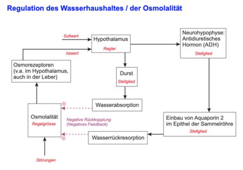 Wasser Flashcards Quizlet