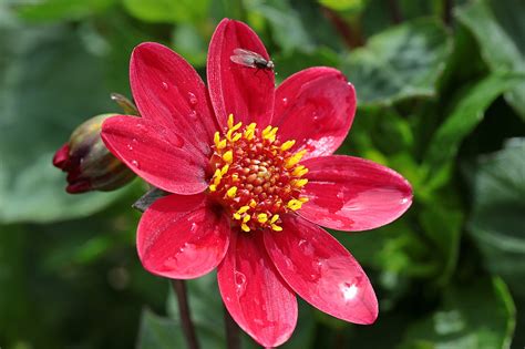 Dahlia Blomma Kompositer Trädgård Gratis foto på Pixabay Pixabay