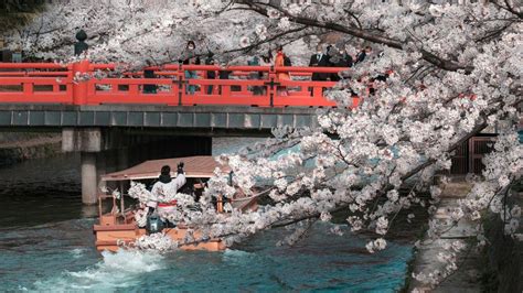 Tempat Wisata Di Tokyo Jepang Buat Menyaksikan Indahnya Bunga Sakura