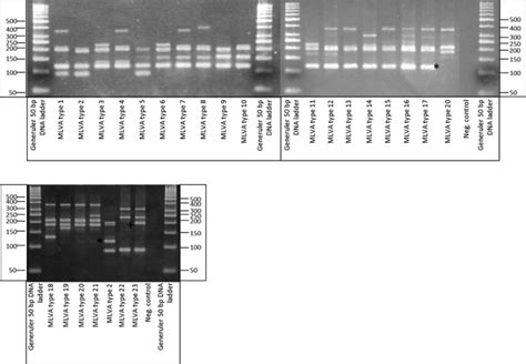 multiple locus variable number of tandem repeat analysis a molecular genotyping tool for