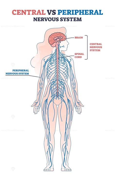 Central Vs Peripheral Nervous System Anatomy Comparison Outline Diagram