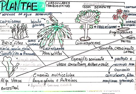 Mapa Mental Sobre O Reino Plantae REVOEDUCA