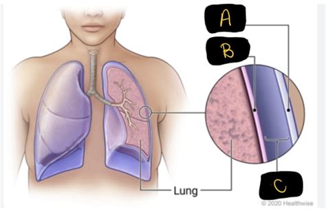 Thorax Lungs Flashcards Quizlet