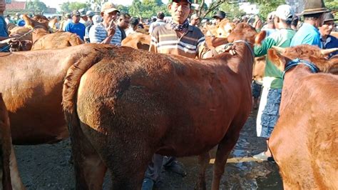 Harga Sapi Doro Calon Indukan Super Pasar Sapi Warujayeng Nganjuk