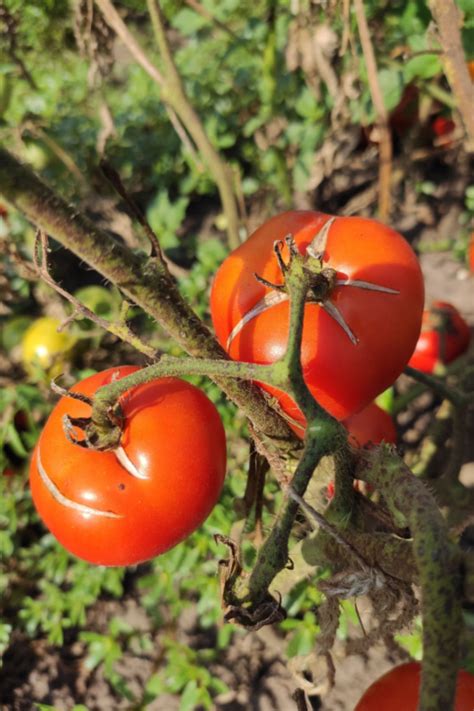How To Ripen Tomatoes Off The Vine And Why It S Better