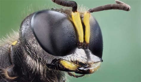 Cuánto sabes sobre las abejas Fundación Aquae