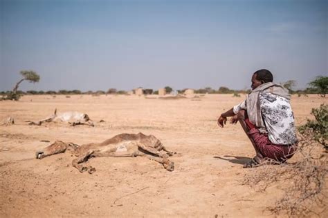 Sequ A En El Cuerno De Frica Es Peor Que La Hambruna De Futuro