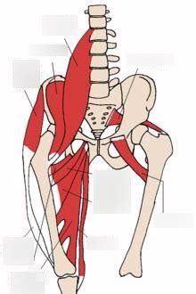 Les Adducteurs Et Les Muscles Du Bassin Diagram Quizlet