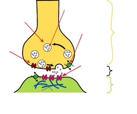 Synapse Labeling Diagram Quizlet