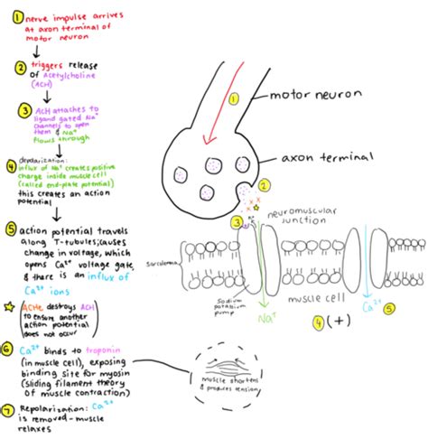 The Synapse And Neurotransmission Flashcards Quizlet
