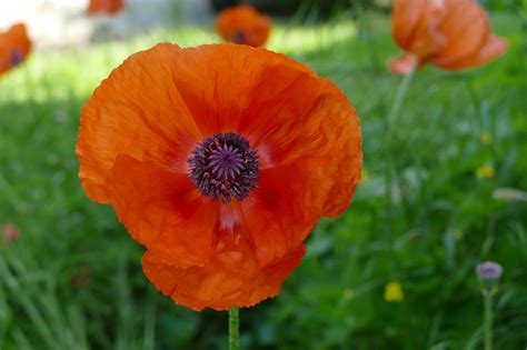 Orientalisk Vallmo Blomma Blomning Gratis foto på Pixabay Pixabay