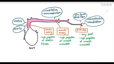 8 4 Arteries Arterioles Cambridge AS A Level Biology 9700 YouTube