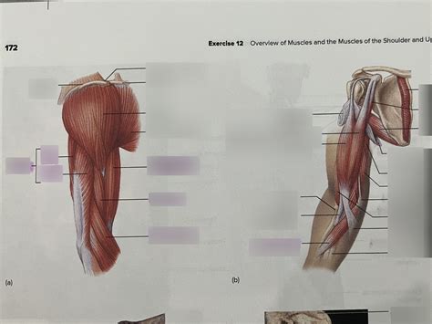 Muscles Of The Right Arm Diagram Quizlet