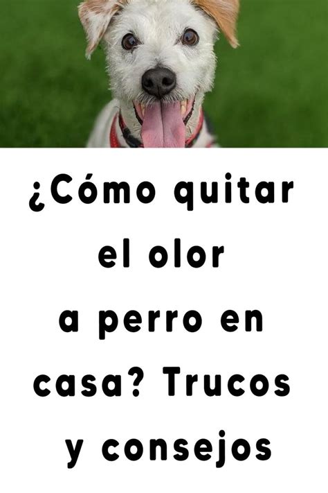 C Mo Quitar El Olor A Perro En Casa Trucos Y Consejos Olores De