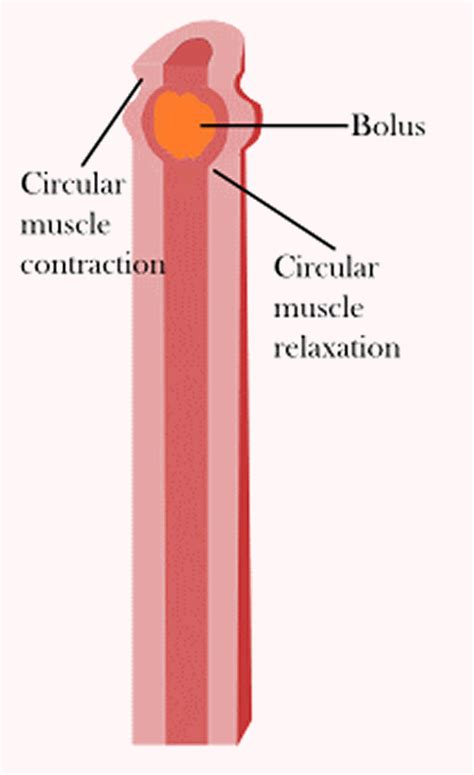 Peristalsis Function Where Peristalsis Occurs Peristalsis In The