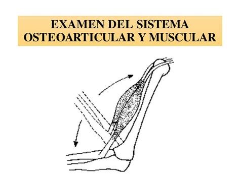 8 Examen Del Sistema Osteoarticular Y Muscular LiquidOH UDocz