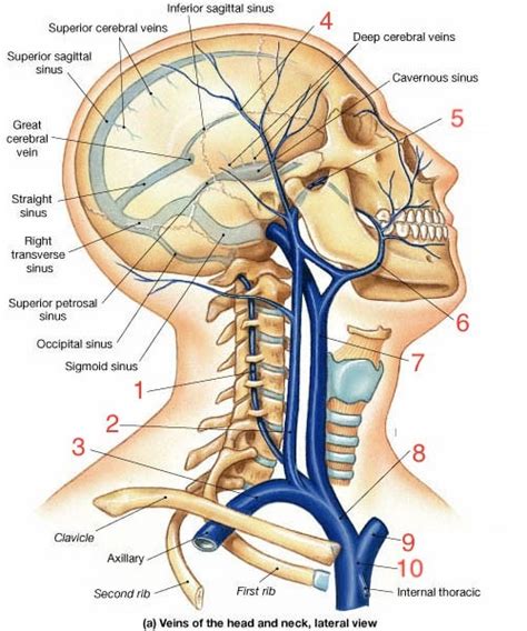 Veins Of The Head Neck Lateral View Diagram Quizlet