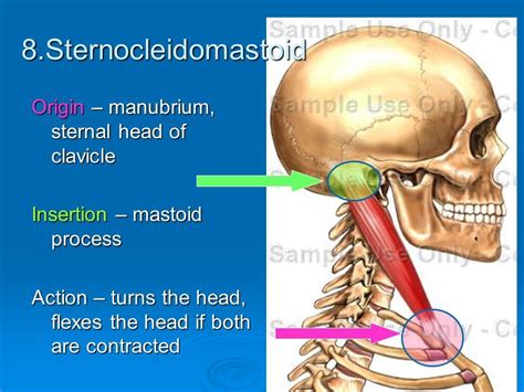 Image Result For Sternocleidomastoid Origin Insertion And Action