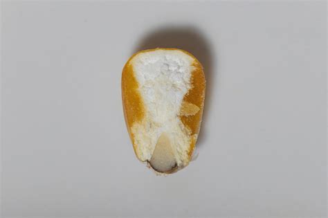 Lidea Kukurydza Ziarnowa LID1244C FAO 230 240