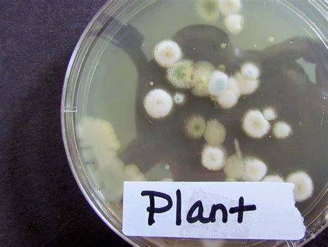 How To Grow Bacteria