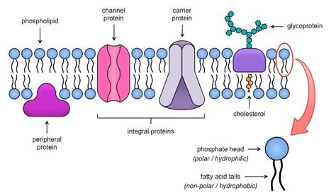 Biology Cell Membrane And Transportation Cells Diagram Quizlet