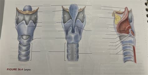 Larynx Diagram Diagram Quizlet