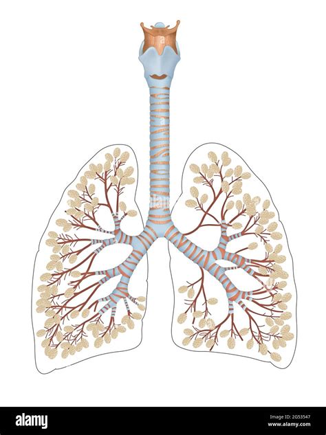 Alveoli Of Lungs Hi Res Stock Photography And Images Alamy