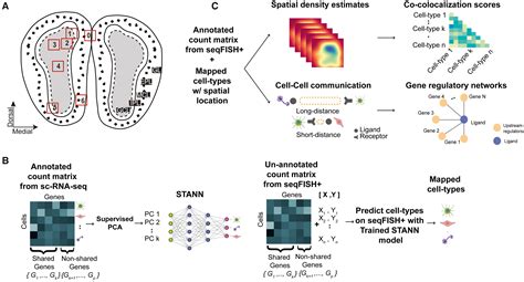 Cell Type Modeling In Spatial Transcriptomics Data Elucidates Spatially