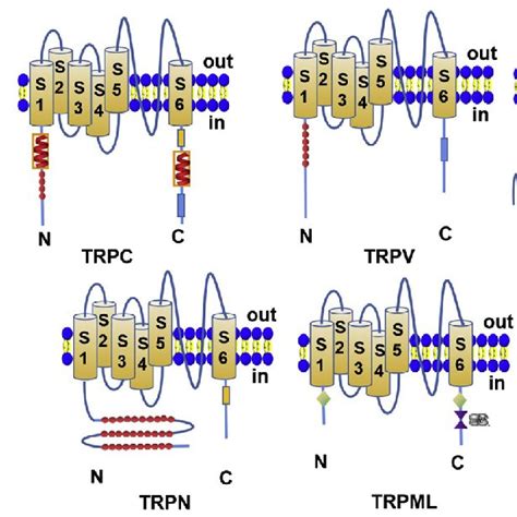 The Schematic Depiction Of The TRP Channel Subfamilies Each