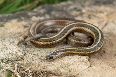 Shorthead Garter Snake Wikipedia