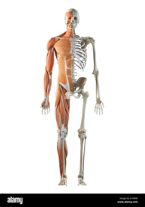 Musculoskeletal System Hi Res Stock Photography And Images Alamy