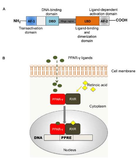 Peroxisome Proliferator Activated Receptors PPARs A Schematic