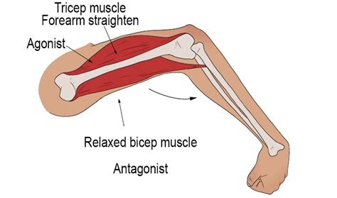 Agonist Muscl Mammoth Memory Definition Remember Meaning