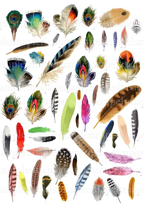 Bird Feather Clip Art