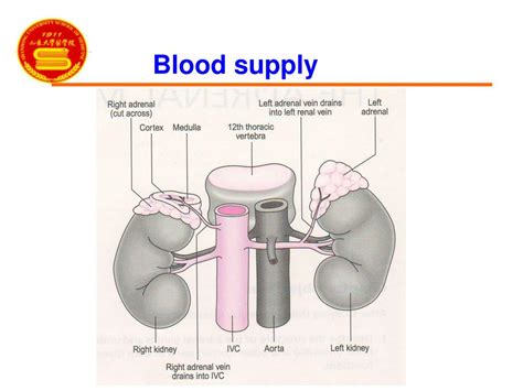 Ppt The Adrenal Glands Part The Adrenal Medulla Powerpoint