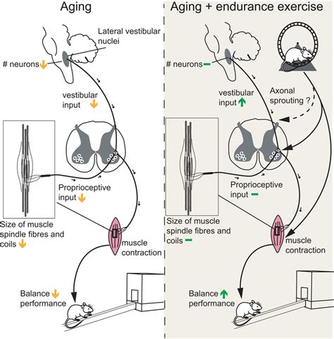 The Effects Of Age And Exercise On Proprioceptive And Vestibular Input