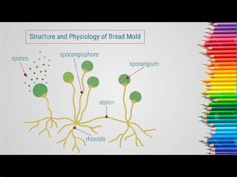 Structure And Physiology Of Bread Mould Diagram How To Draw Rhizopus
